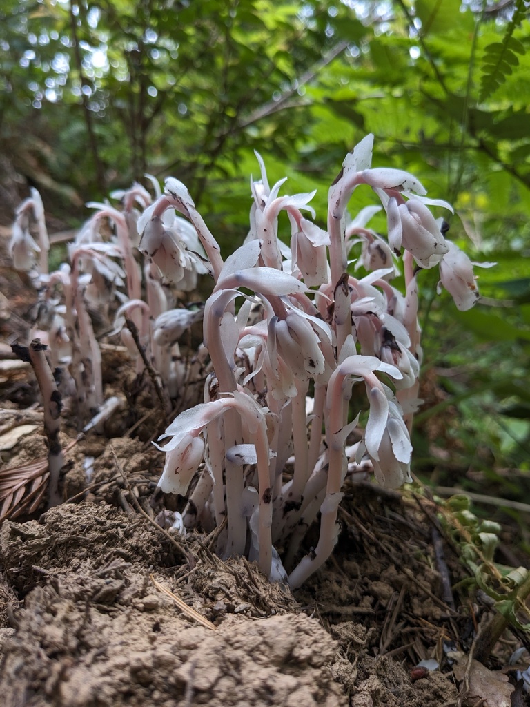 Ghost Pipe from Curry County, OR, USA on June 23, 2023 at 10:40 AM by ...