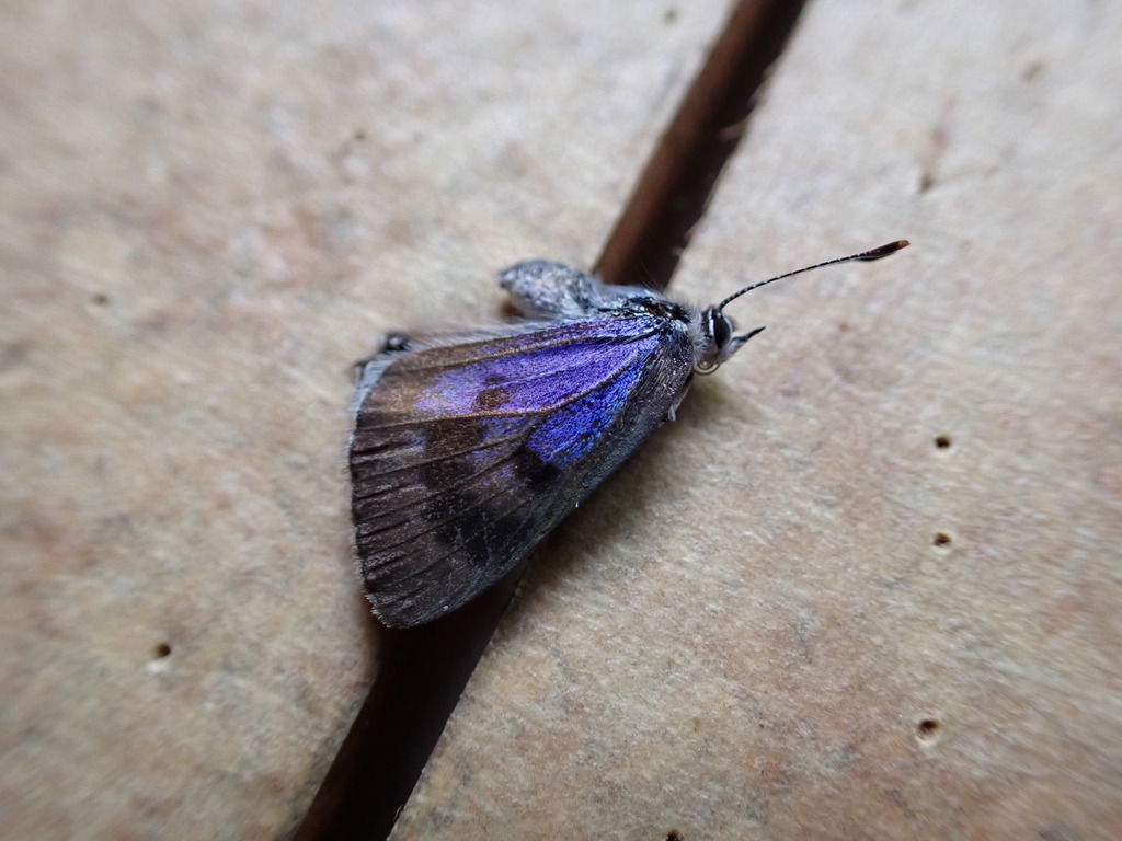 Common Hairtail from Garden Route District Municipality, South Africa ...