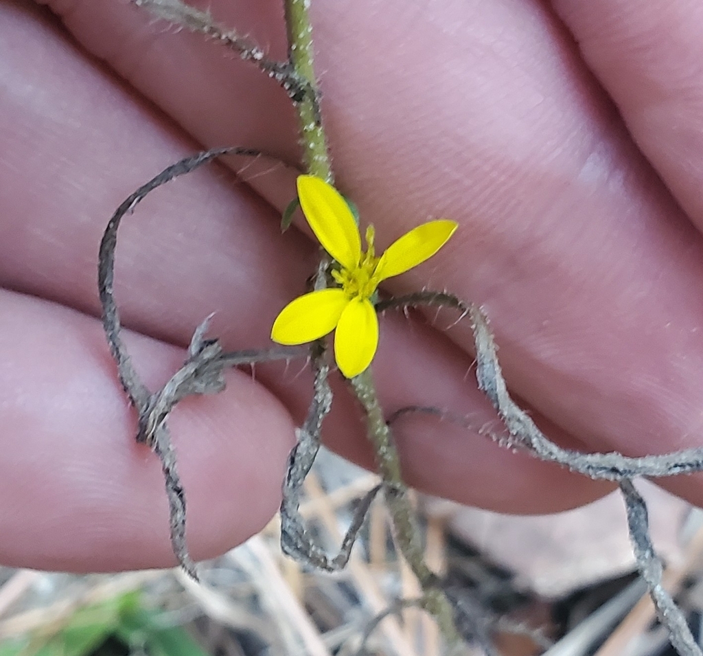 Slender Scratch Daisy from Okatie, SC 29909, USA on December 28, 2023 ...
