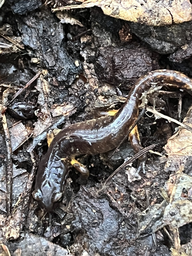 Ensatina from King Range Wilderness, Petrolia, CA, US on December 28 ...