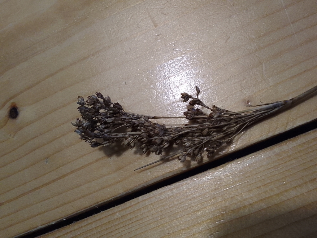 Sea Rush from 9161 Hollum, Niederlande on December 29, 2023 at 03:44 PM ...