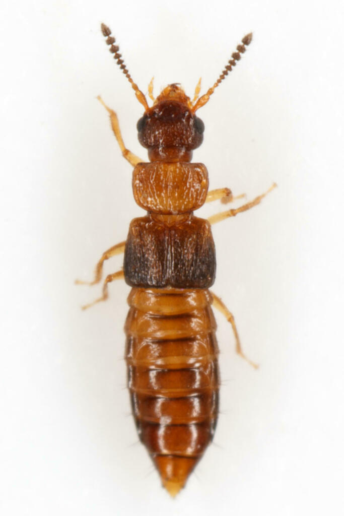 Anotylus in October 2013 by Chris Rorabaugh. BugGuide entry: https ...