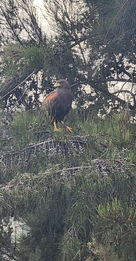 Harris's Hawk from San Pedro de los Pinos, 03800 Mexico City, CDMX ...
