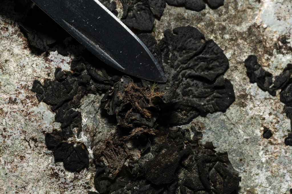 Effervescent Tarpaper Lichen from Philmont, NY, US on December 9, 2023 ...