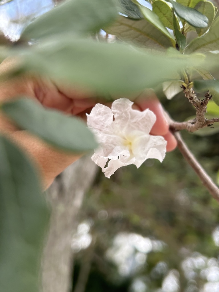dwarf Bahamian trumpet tree from Marina South, Singapore on December 20 ...