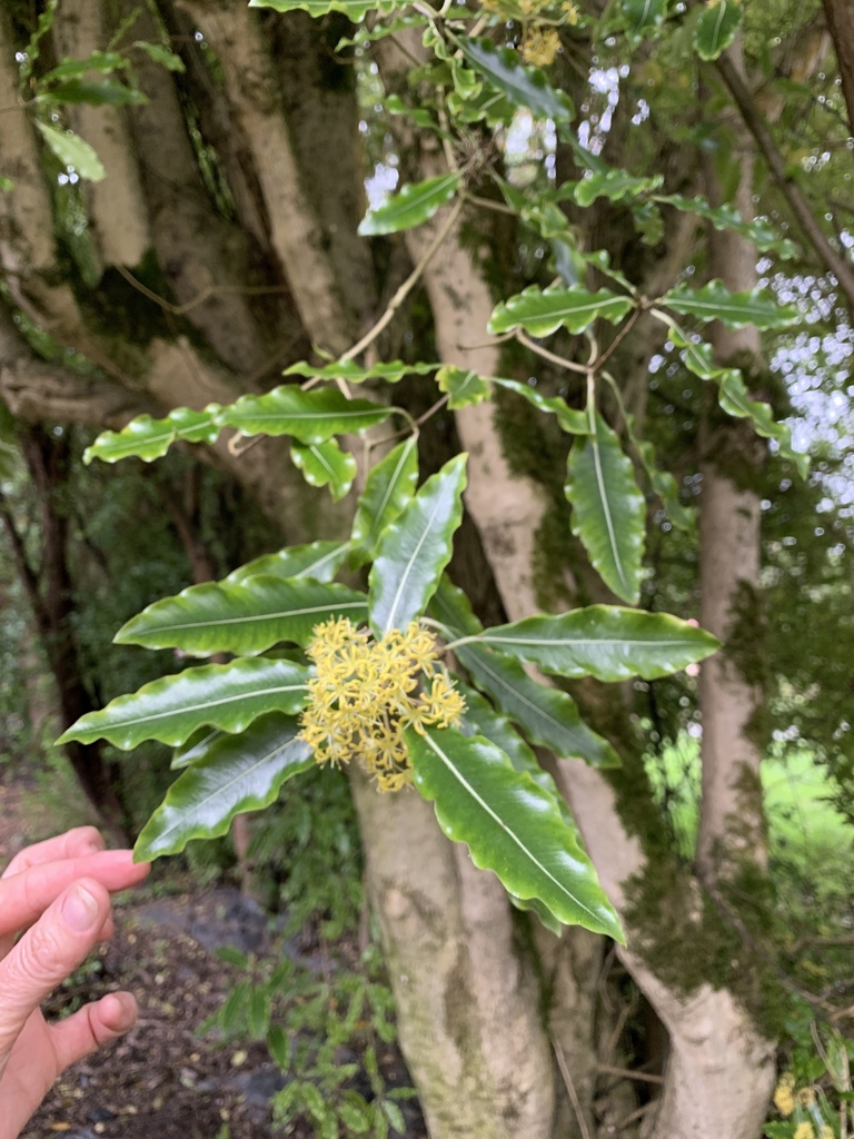 Lemonwood from 606 Table Bluff Rd, Loleta, CA, US on April 07, 2019 at ...