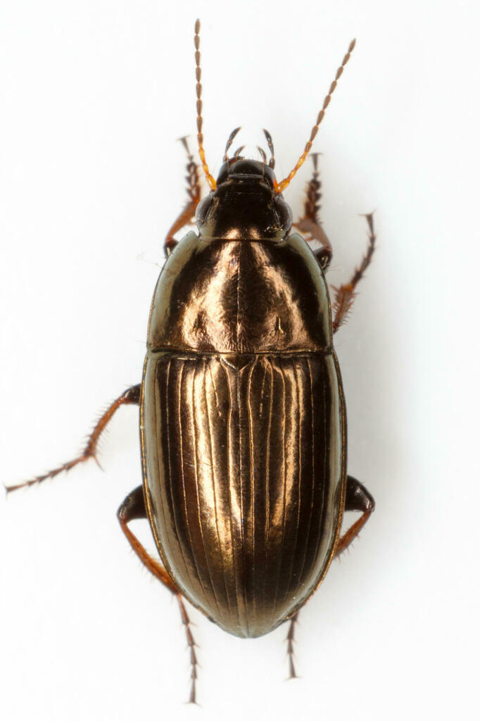 Common Sun Beetle in April 2014 by Chris Rorabaugh. BugGuide entry ...