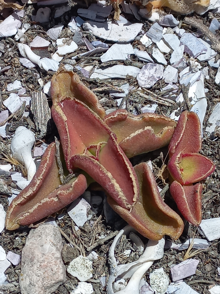 elephant salt salad from Cederberg Municipality, South Africa on ...