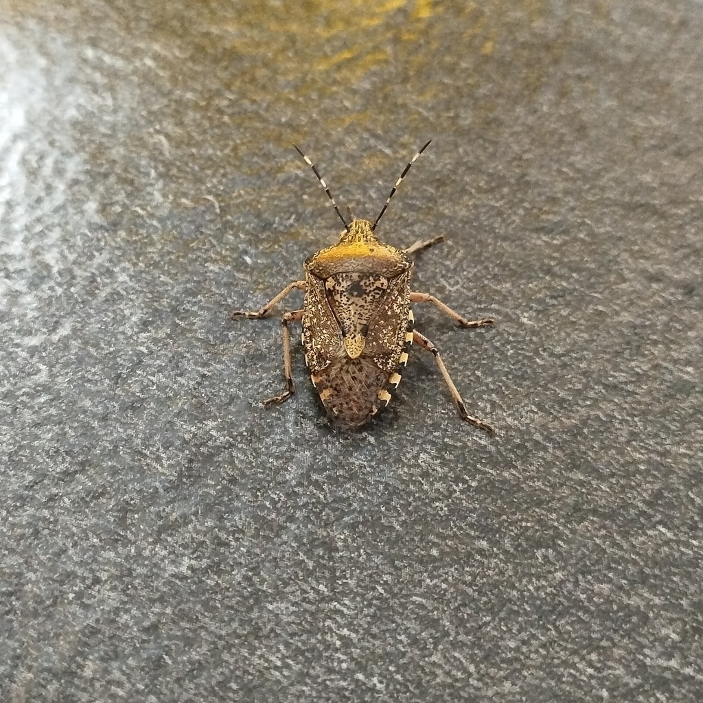 Mottled Stink Bug in December 2023 by Benjamin · iNaturalist