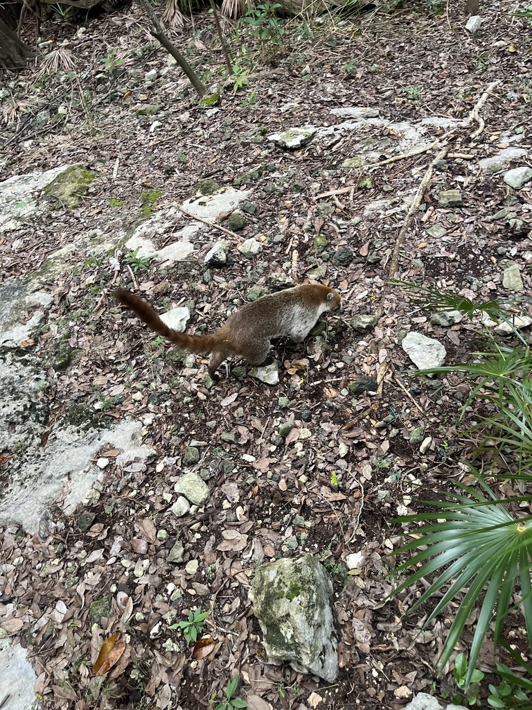 White-nosed Coati from Parque Urbano Kabah, Cancún, Q. Roo., MX on ...
