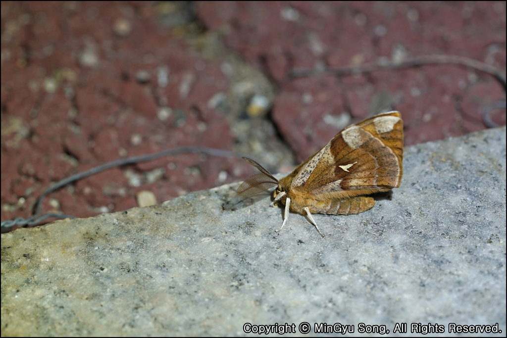Tau Emperor Moth from Namsan-myeon, Chuncheon-si, Gangwon-do, South ...