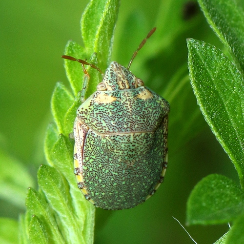Diolcus irroratus · iNaturalist Mexico