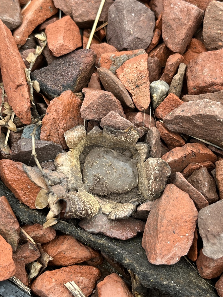 Many-rooted Earthball from Riverside Dr, Jefferson City, MO, US on ...