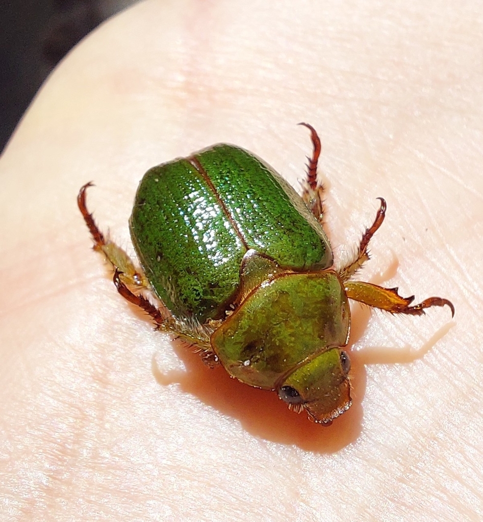 Scarabs from 79FG+32, Wentworth Falls NSW 2782, Australia on December ...