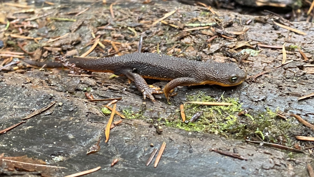 Rough-skinned Newt from Woodinville, WA, US on December 29, 2023 at 02: ...