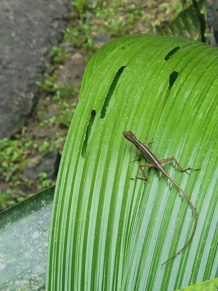 Border Anole from Pococí, CR-LI, CR on December 29, 2023 at 04:09 PM by ...