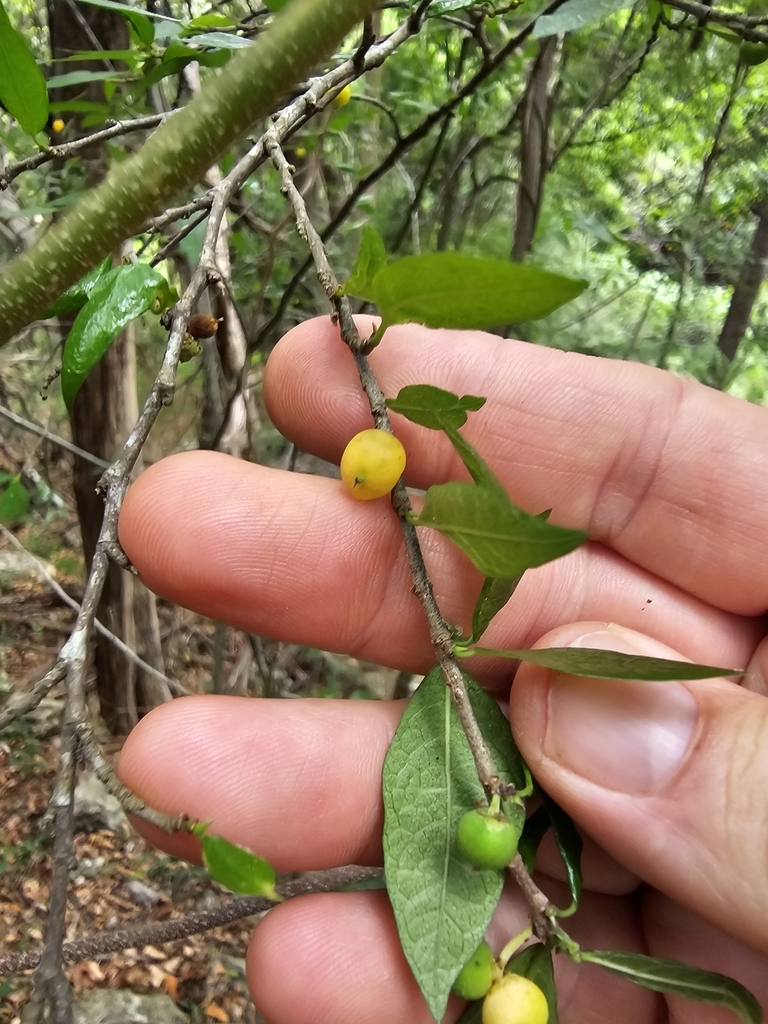 whalebone tree from Belivah QLD 4207, Australia on December 20, 2023 at ...