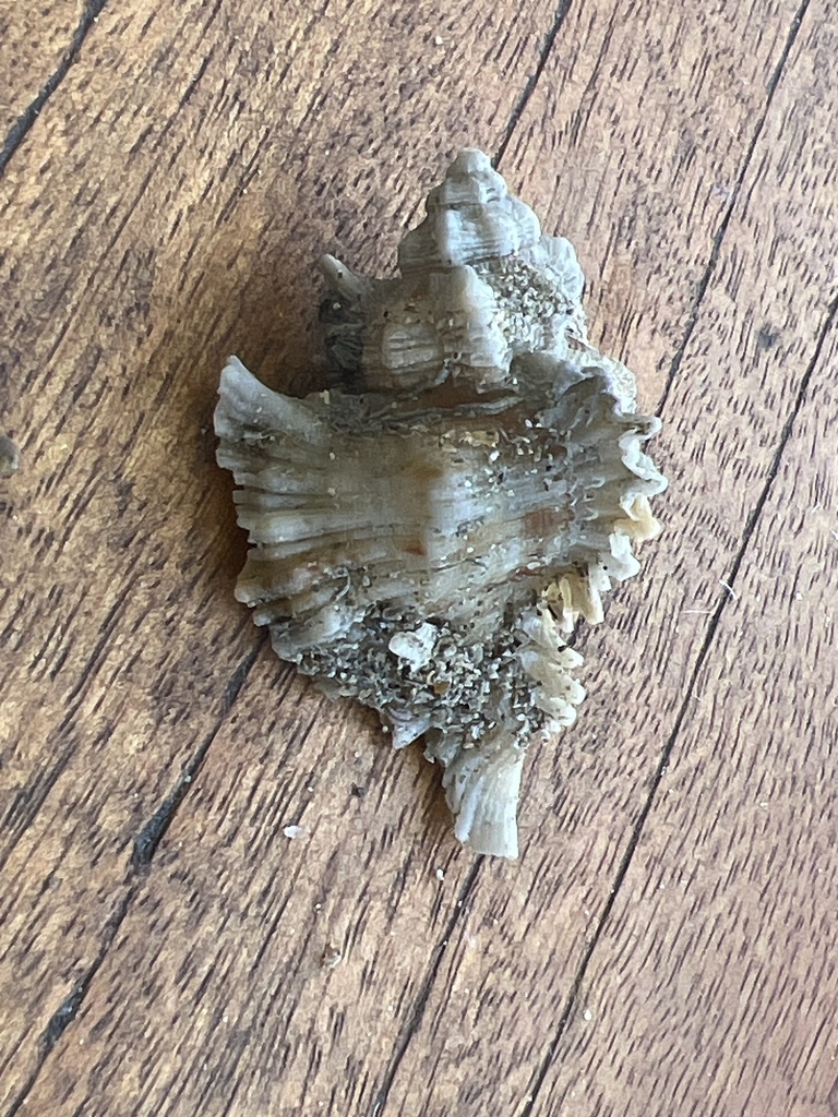 Chicoreus territus from Hervey Bay, Toogoom, QLD, AU on December 30 ...