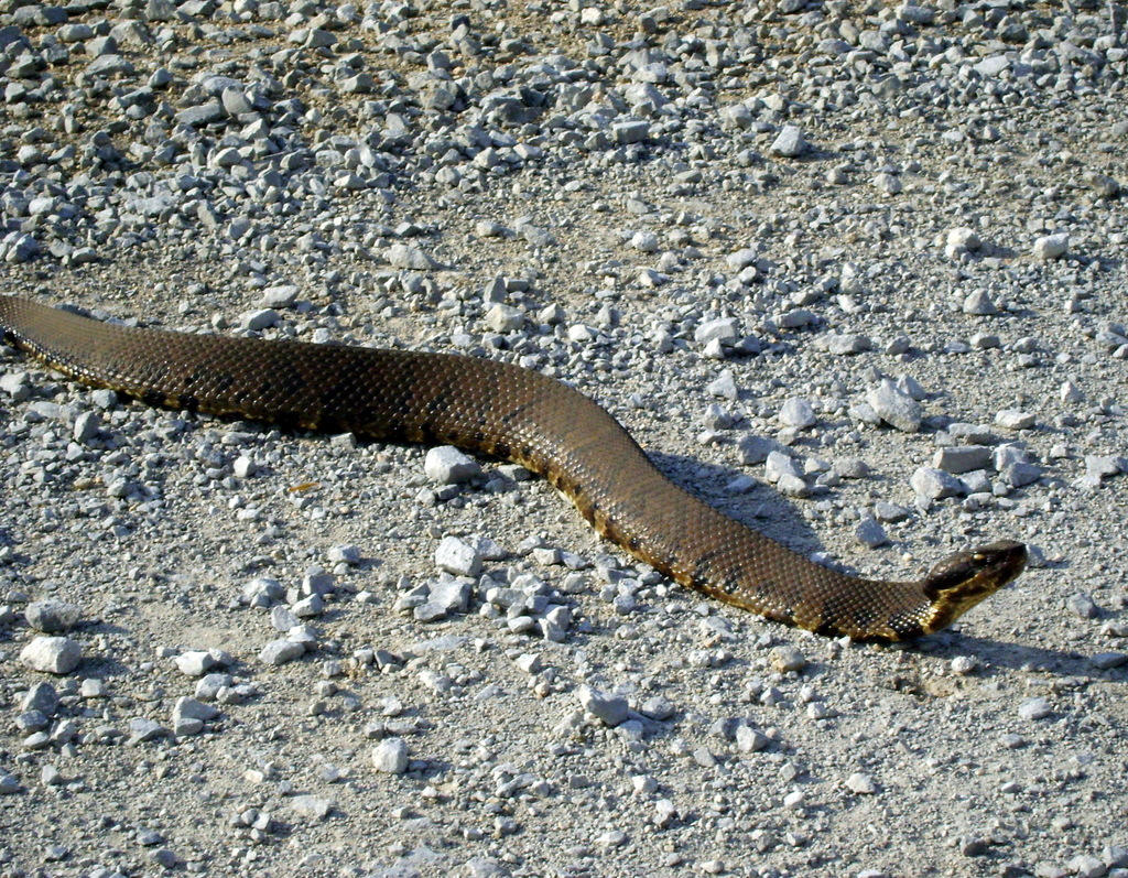 Northern Cottonmouth from Union County, IL, USA on April 9, 2011 at 04: ...