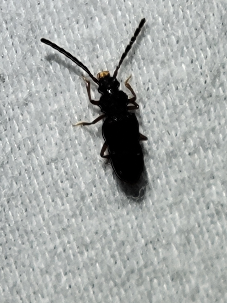 Anaedus from Pococí, CR-LI, CR on December 29, 2023 at 06:06 PM by ...