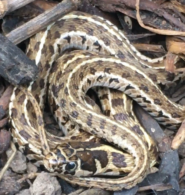 Short-tail Alpine Garter Snake from Parque Nacional Los Remedios ...