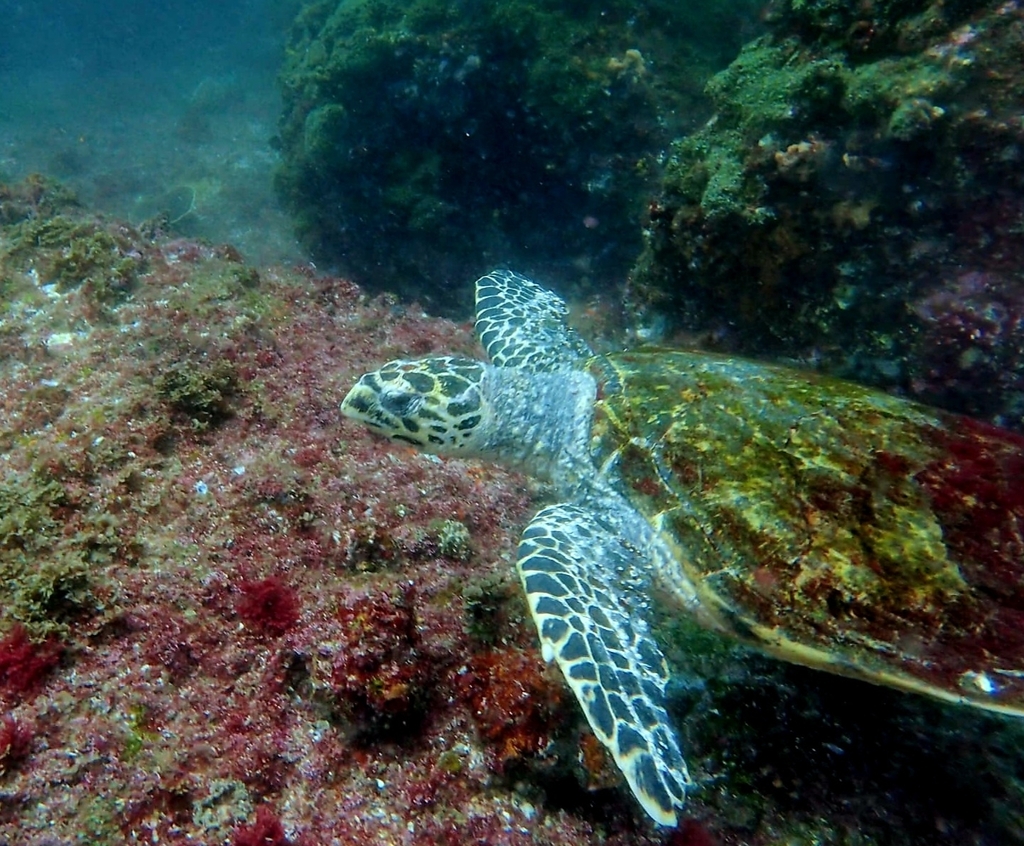 Hawksbill Sea Turtle from Australia on December 28, 2023 at 09:00 PM by ...
