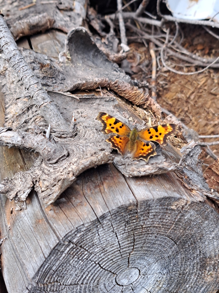 Green Comma from Gunnison, CO 81230, USA on September 4, 2023 at 12:35 ...