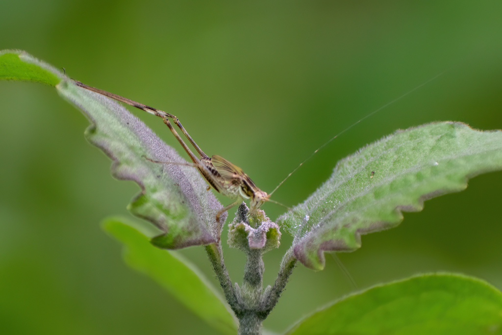 Leaf Katydids from Natar-Ahu, natarbora, Manatuto, Timor-Leste on ...
