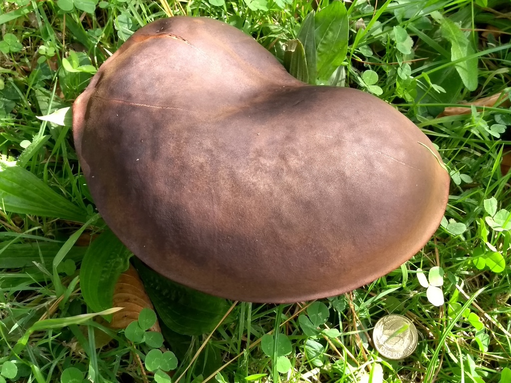 Phlebopus portentosus from Wellington, 6011, New Zealand on April 08 ...