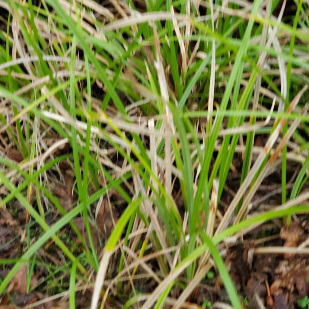 slough sedge from Salt Spring Island, BC V8K 1V7, Canada on December 29 ...