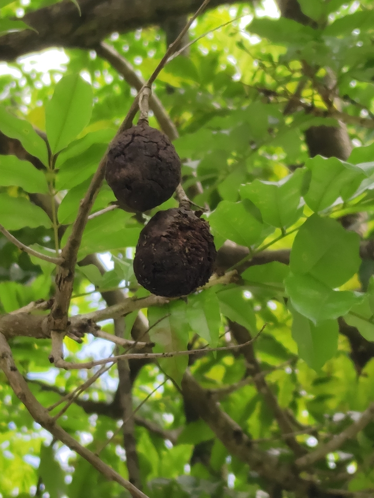 chaulmoogra trees from Presint 19, Putrajaya, Malaysia on December 30 ...