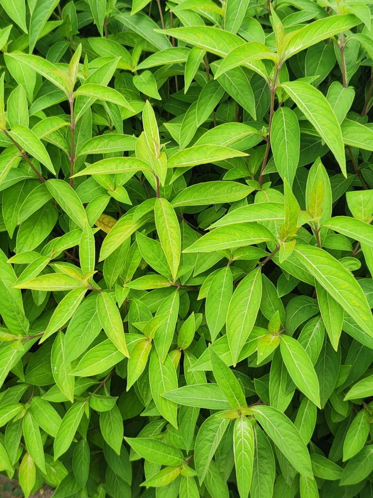 Spinyhead Sida from Presint 19, Putrajaya, Malaysia on December 30 ...