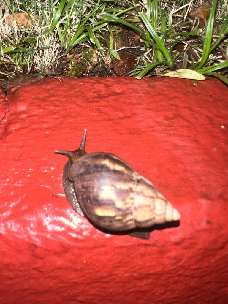 African Giant Snail from Maui, Kaanapali, HI, US on December 28, 2023 ...