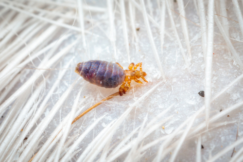 Solenopotes ferrisi · iNaturalist