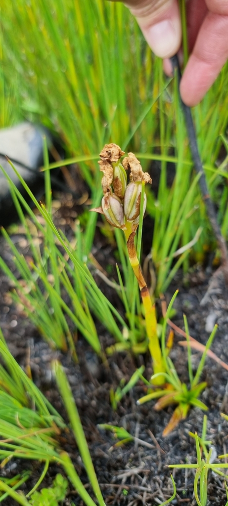 Chink Disa in December 2023 by Susan Wessels · iNaturalist