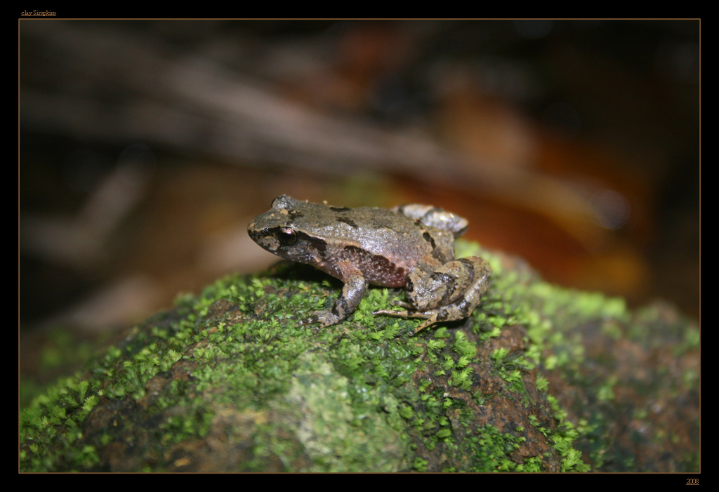 Liem's Tinker Frog in November 2008 by Clay SImpkins. Eungella National ...