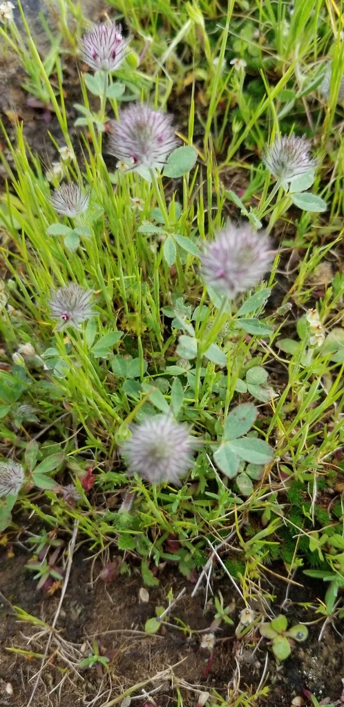 olive clover from Red Bluff, CA 96080, USA on April 7, 2019 at 04:42 PM ...