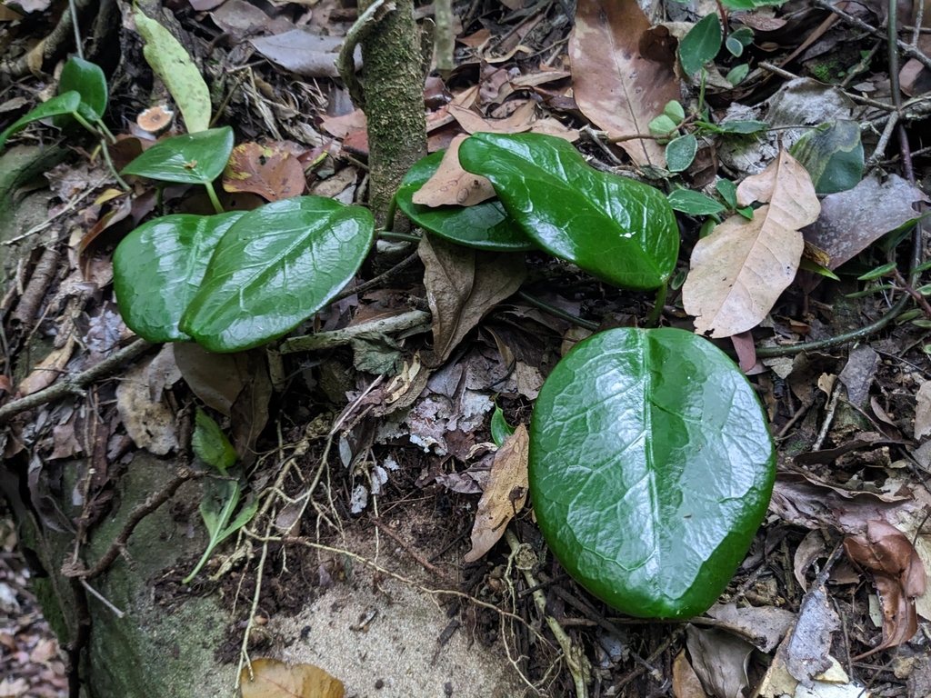 native hoya in December 2023 by Andrew Murdy · iNaturalist