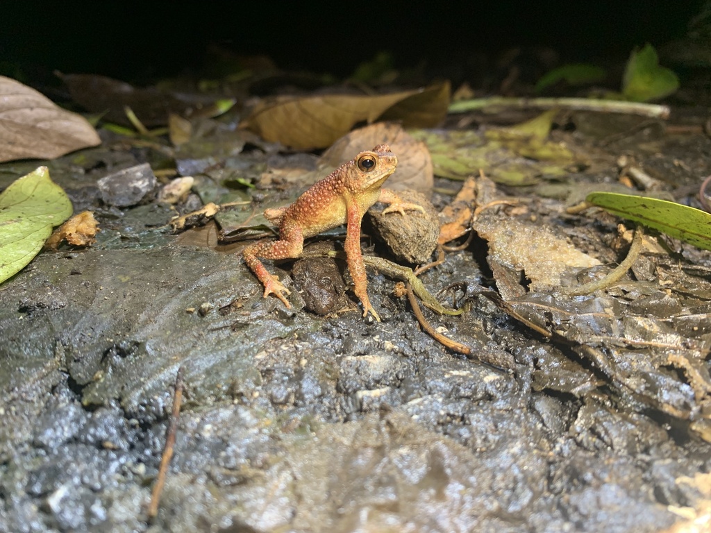 Lesser Toad in December 2023 by Marcus Lucassen and Rikke Nielsen ...