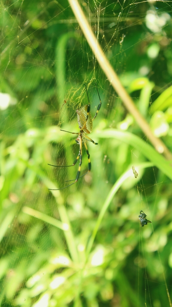 Golden Silk Spider from Unnamed Road, Tocoa, Honduras on January 02 ...