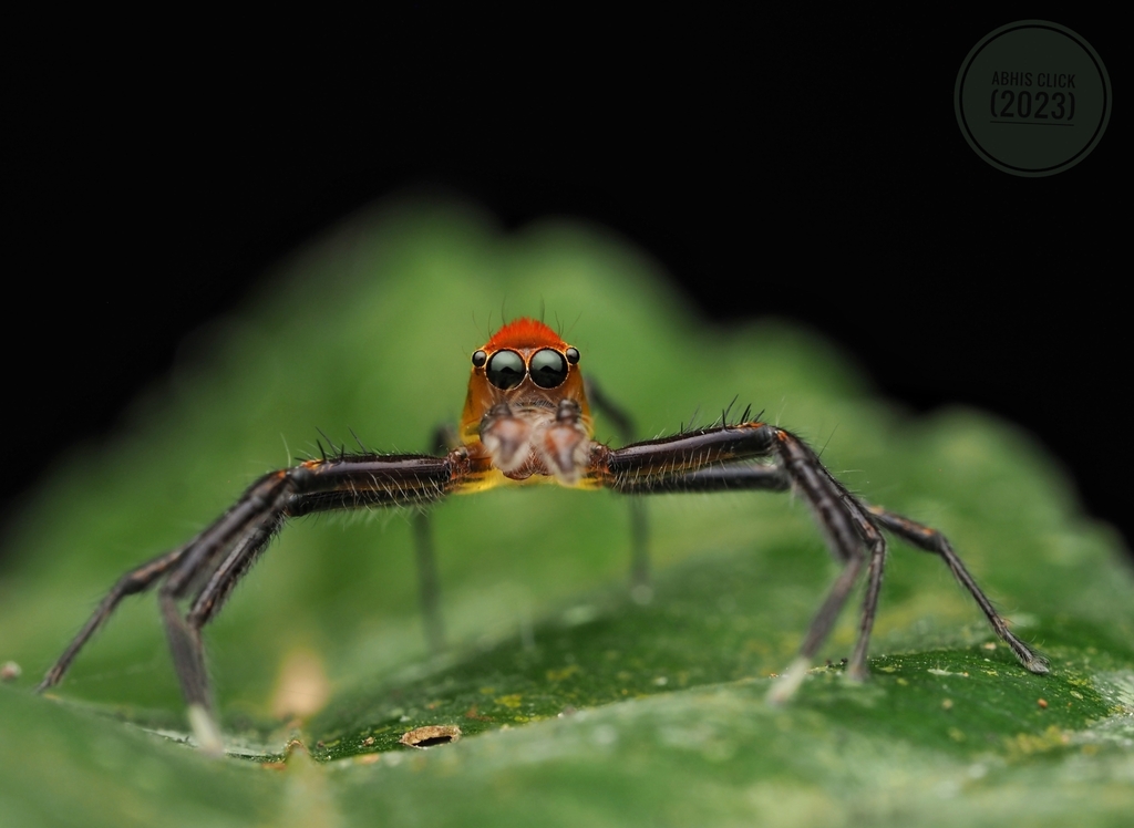 Epeus tener from #4-54(2) Deeksha Darshan Koranthabettu, Beluvai ...