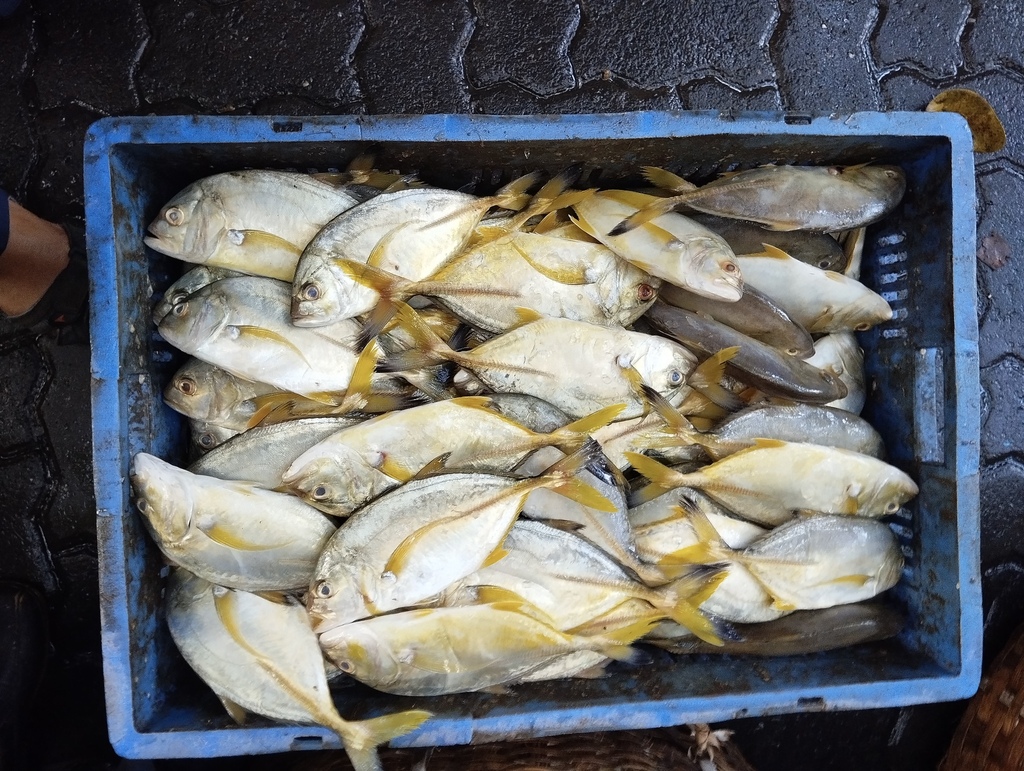 Blacktip Trevally from Azad Nagar, Colaba, Mumbai, Maharashtra 400005 ...