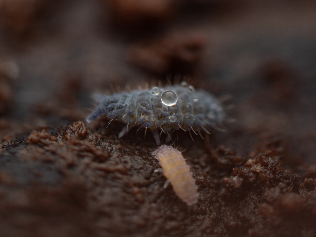 Moss Springtail from Hawthorne Glen, Milwaukee, WI 53208, USA on ...