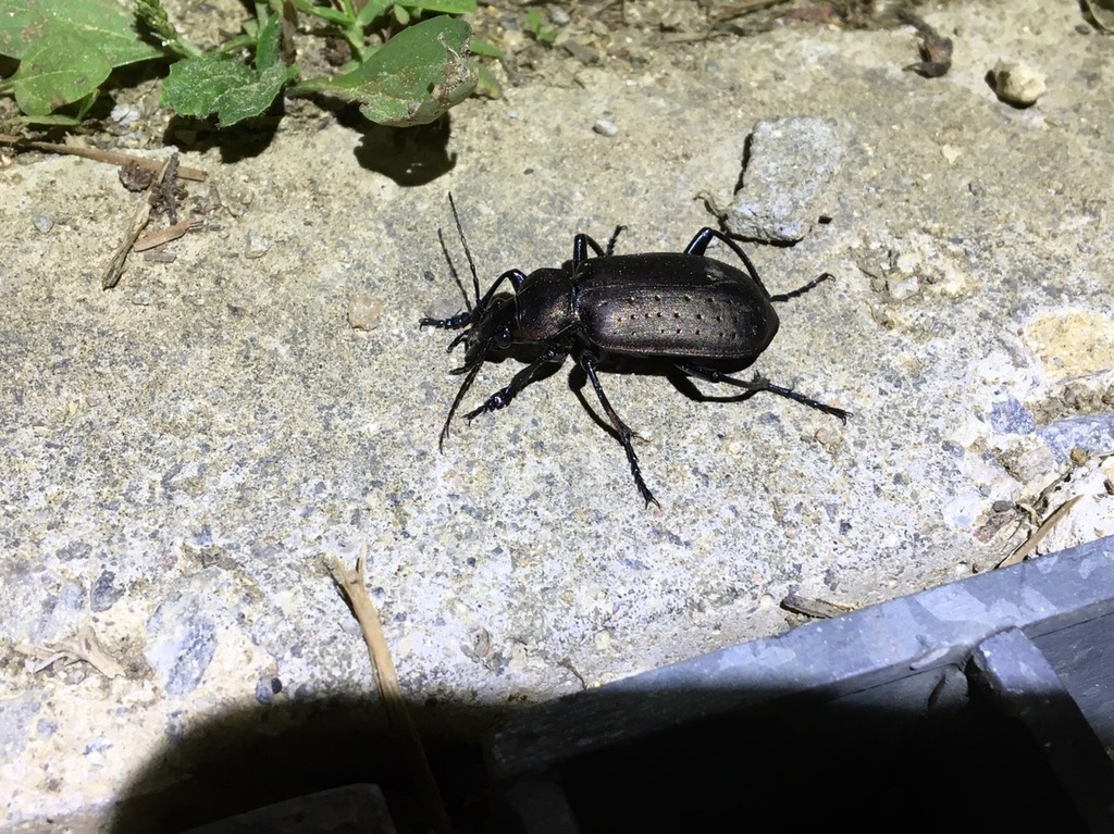 Calosoma chinense from Yeoncheon-eup, Yeoncheon-gun, Gyeonggi-do, South ...