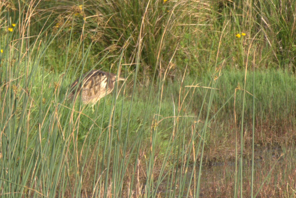Australasian Bittern in December 2023 by Jenny Kerrisk · iNaturalist