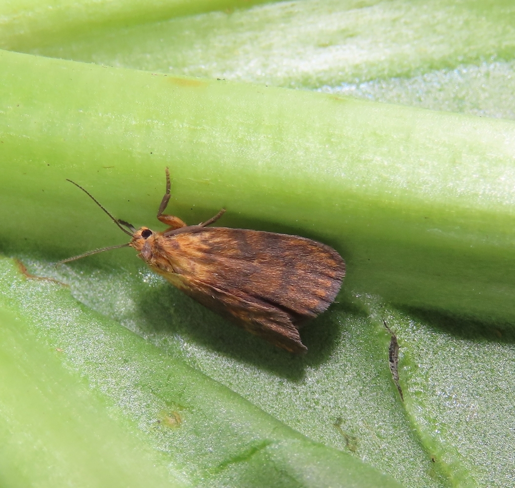 Cyme structa from Wallaga Lake NSW 2546, Australia on December 26, 2023 ...