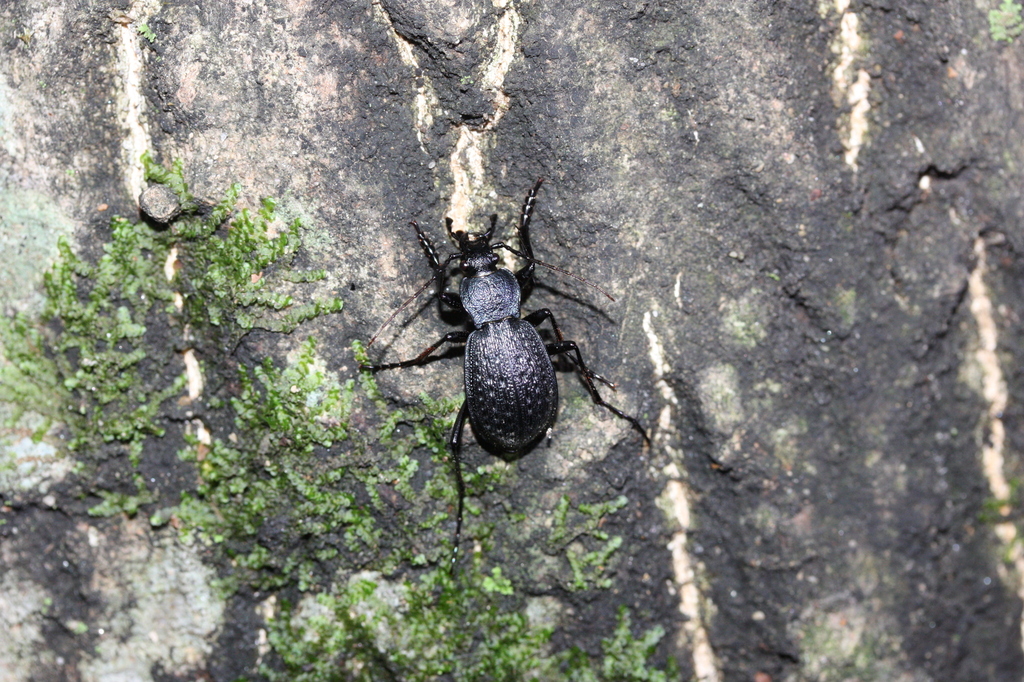Carabus fraterculus from Sicheon-myeon, Sancheong-gun, Gyeongsangnam-do ...