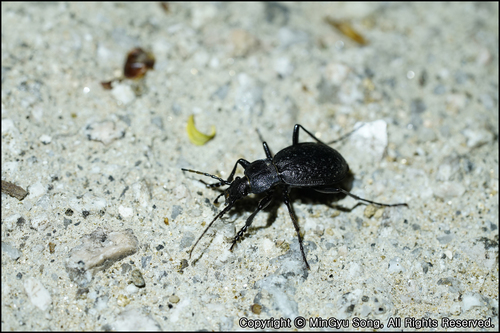 Carabus fraterculus · iNaturalist Mexico