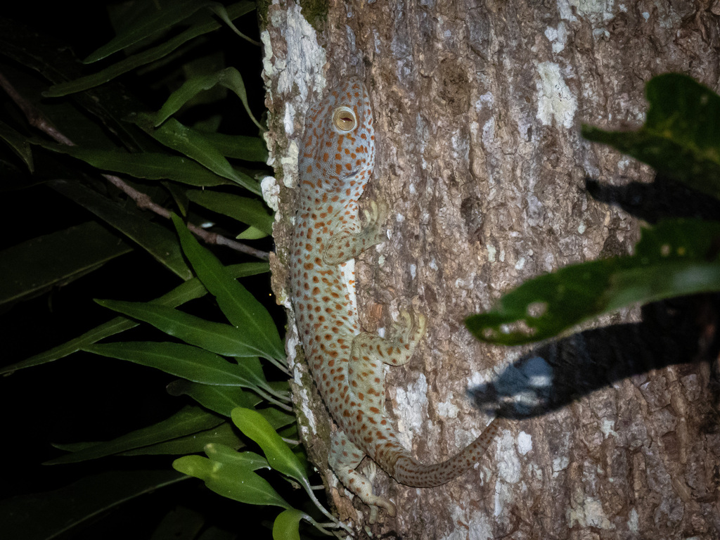 Tokay Gecko from Davao City, Davao del Sur, Philippines on December 30 ...