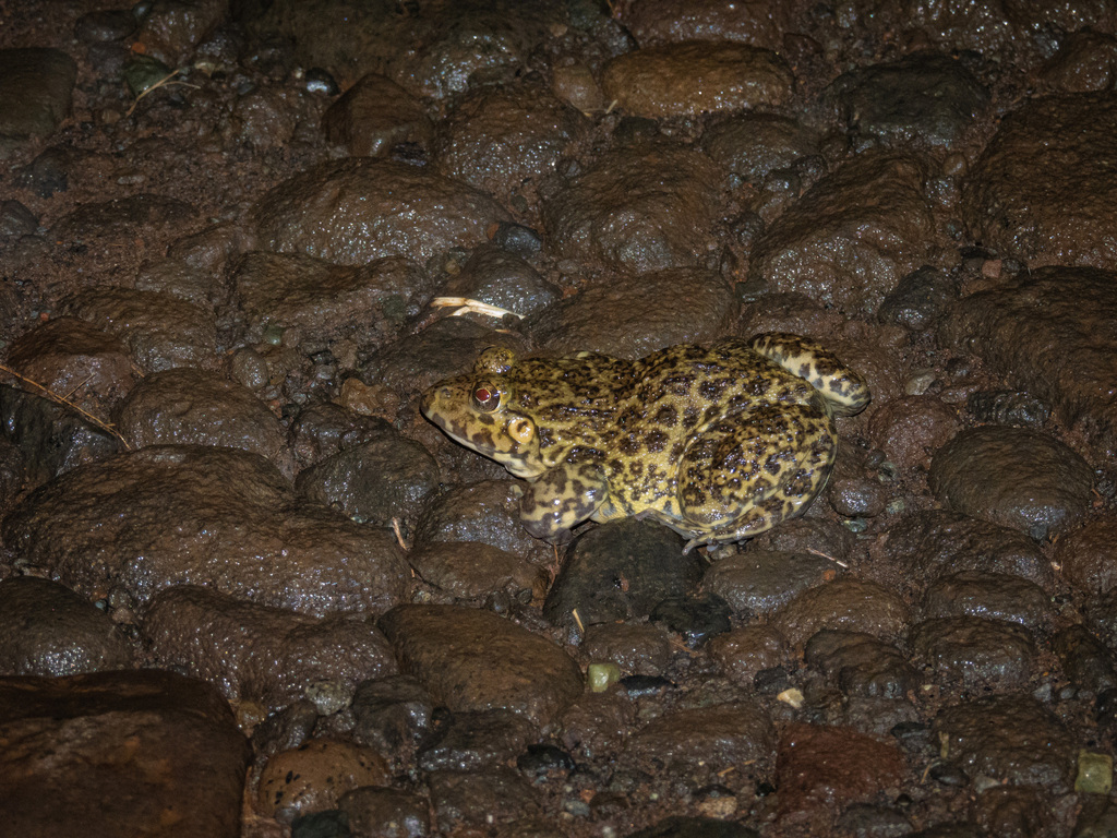 East Asian Bullfrog from Davao City, Davao del Sur, Philippines on ...